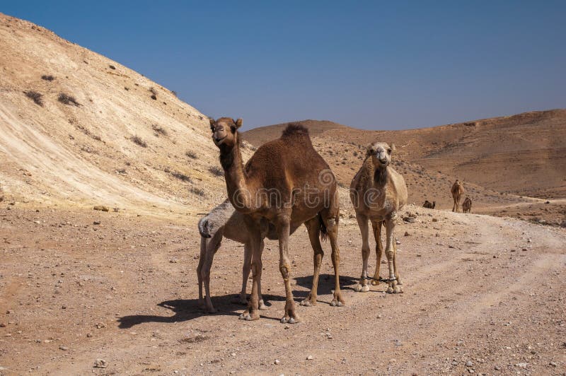 Several Camels with a Small Camel in the Desert Stock Image - Image of ...