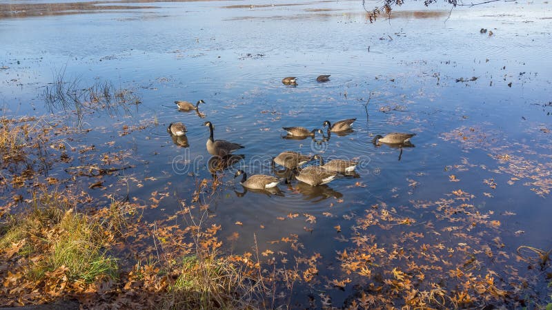 Geese in the lake stock image. Image of geese, brown - 99109257