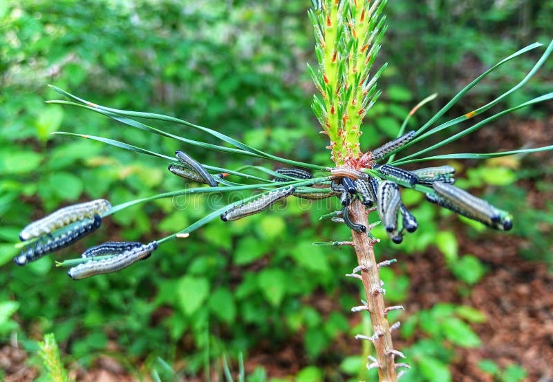 Neodiprion Sertifer. Pine Tree Disease. Insects. Stock Photo - Image of ...