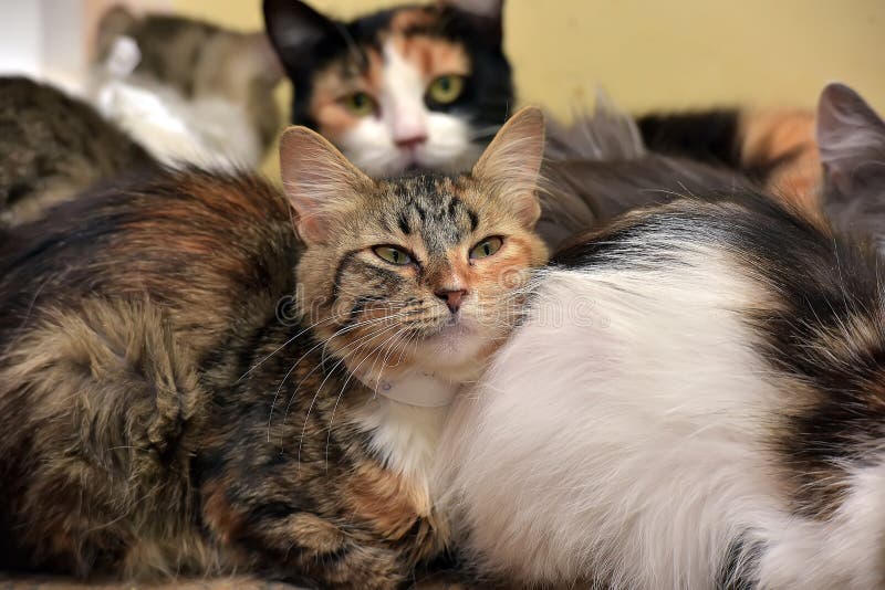 Several Cats Sleeping Together Stock Photo - Image of ears, coat: 59324072