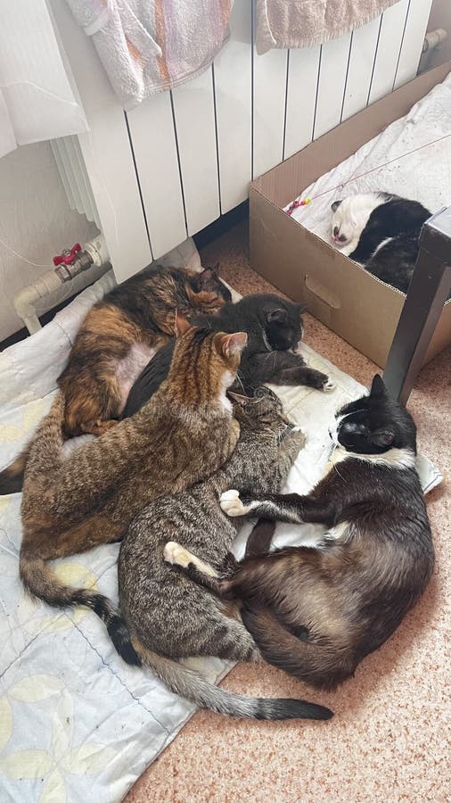 Several Cats Sleeping Together on a Soft Surface in a Cozy Indoor Space ...