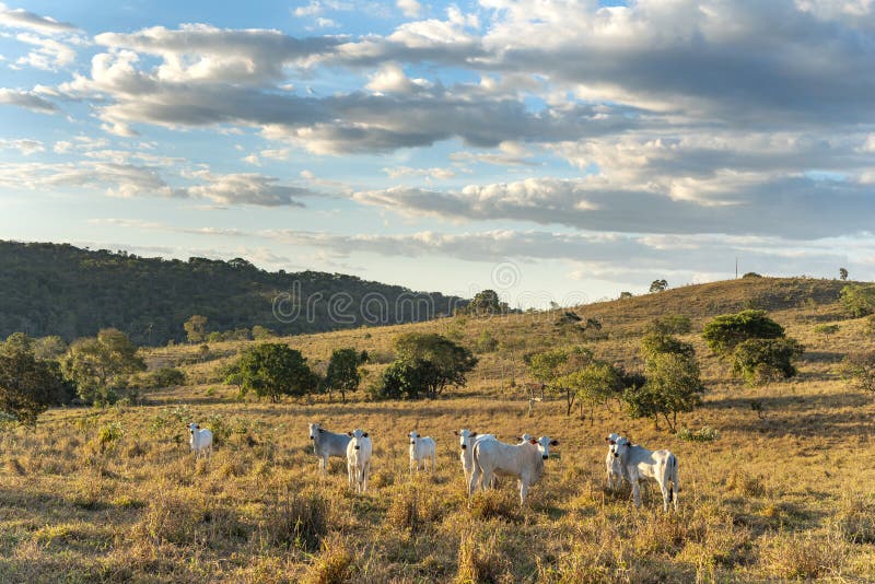 Several Cattle Grazing on Pasture, White Cow Stock Photo - Image of ...