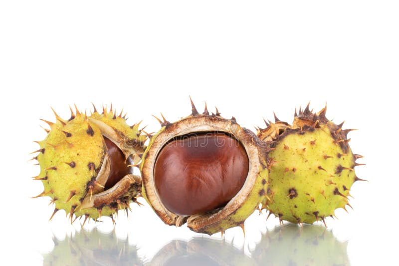Several Chestnuts Isolated on White Background and Top View, Macro ...