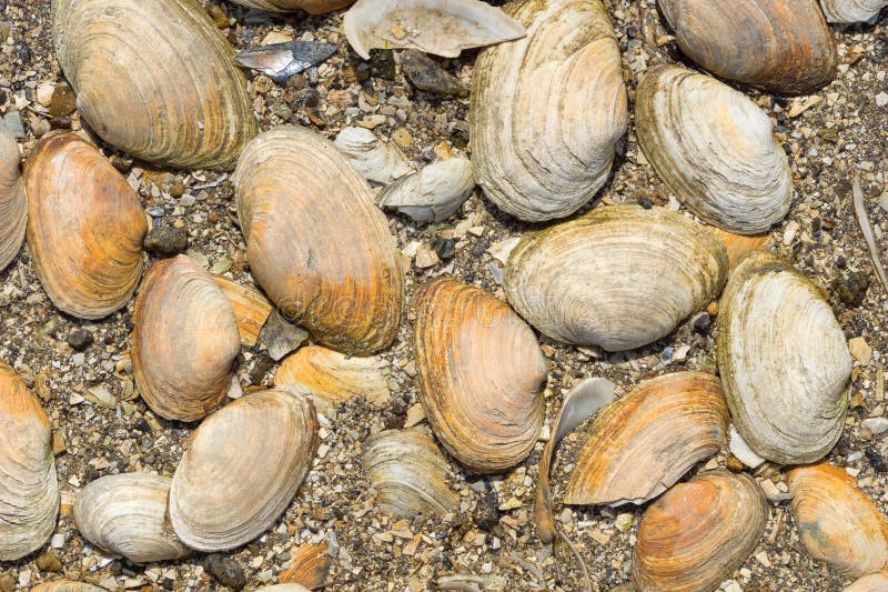 Several Shells on a Rocky Beach. Stock Image - Image of colorful, rocks ...