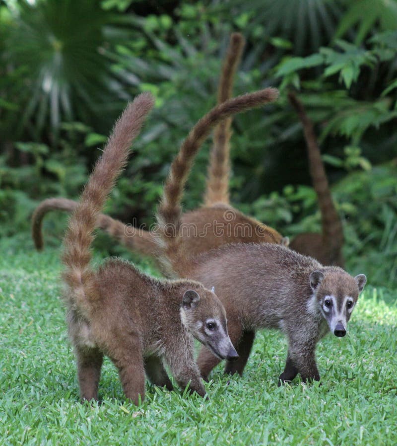 White Nosed Coati Group stock photo. Image of costa, narica - 18530154