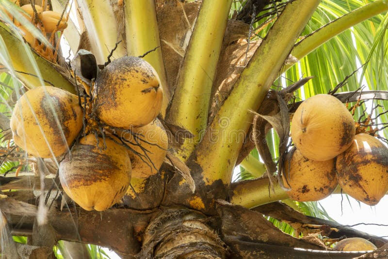 Several Coconuts are Orange-yellow Mixed with Brown. on the Coconut ...