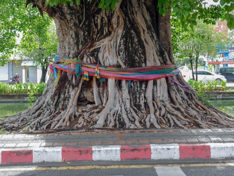 The Massive Trunk of a Sacred Tree in Chiang Mai Editorial Stock Photo ...