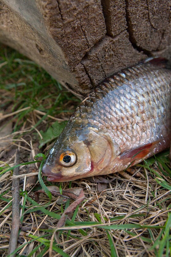 Several Common Roach Fish on Green Grass. Catching Freshwater Fish on ...