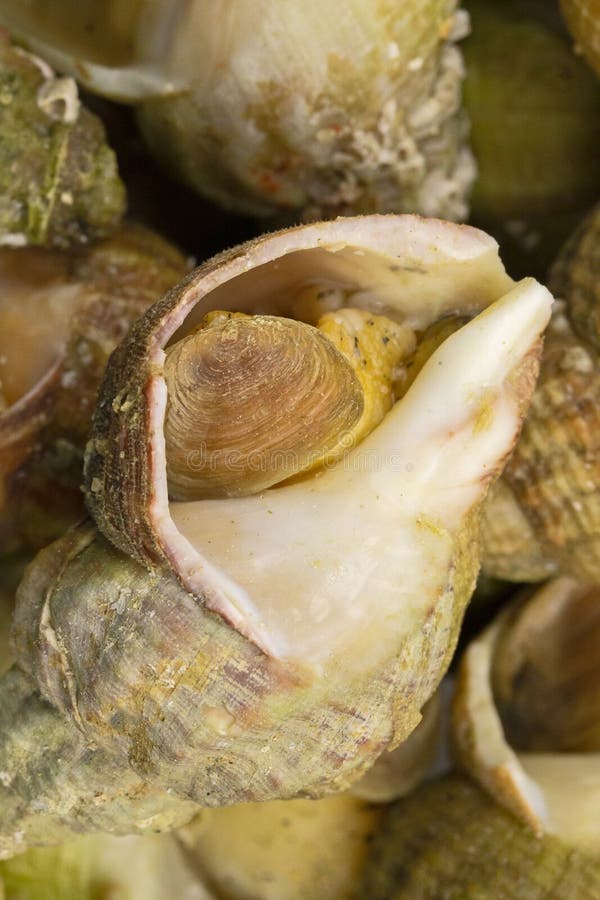 Several Cooked Whelks Close-up Stock Image - Image of seafood ...