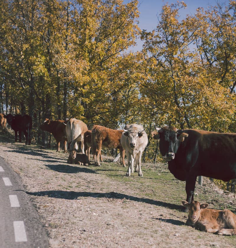 Several Cows in Autumnal Road in the Forest. Tree, Leaves. Travel ...