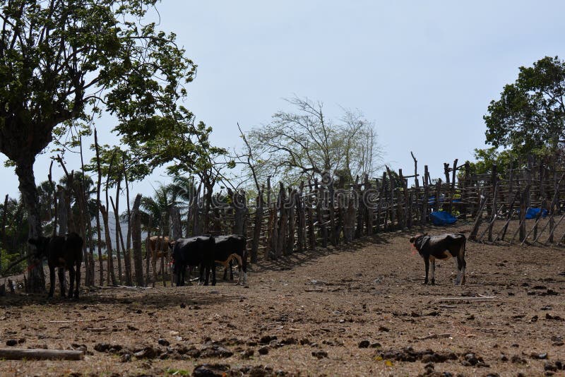 Several Cows on the Farm, Walking Stock Photo - Image of farmland, farm ...