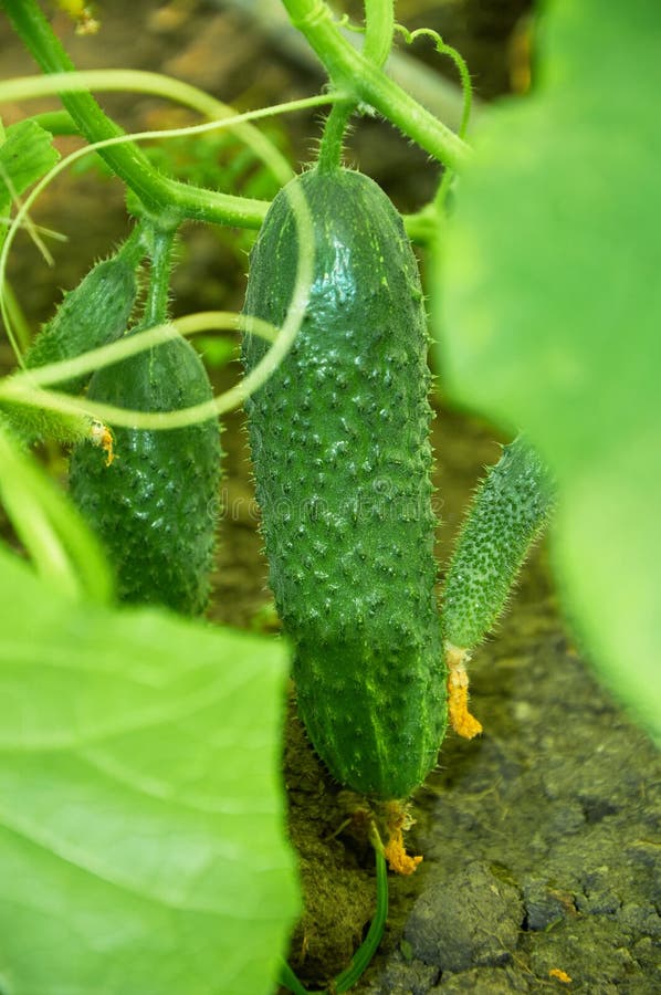 Several Cucumbers Growing on the Bush Stock Photo - Image of fruit ...