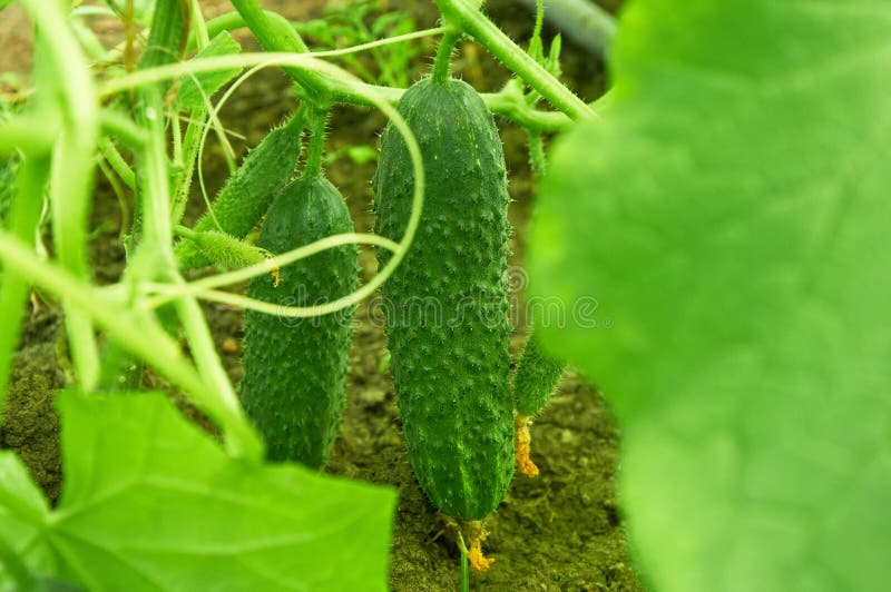 Several Cucumbers Growing on the Bush Stock Photo - Image of bunch ...
