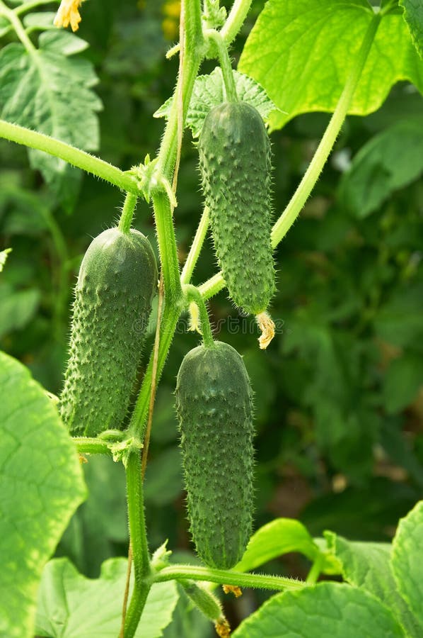 Several Cucumbers Growing on the Bush Stock Image - Image of long ...