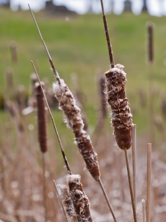 Cattails in a Pond stock image. Image of plant, water - 2879491