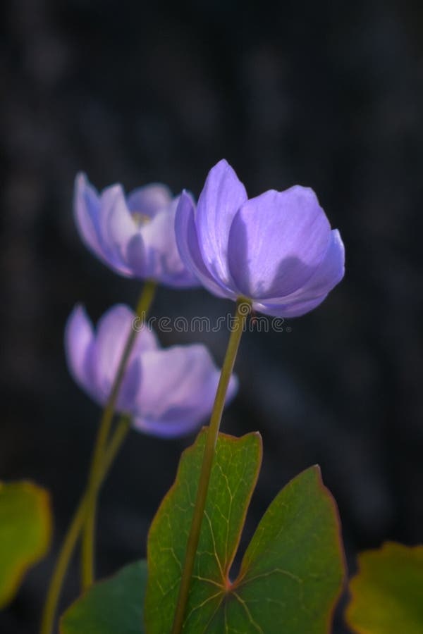 Purple Forest in Spring Morning Mist Stock Image - Image of eerie ...