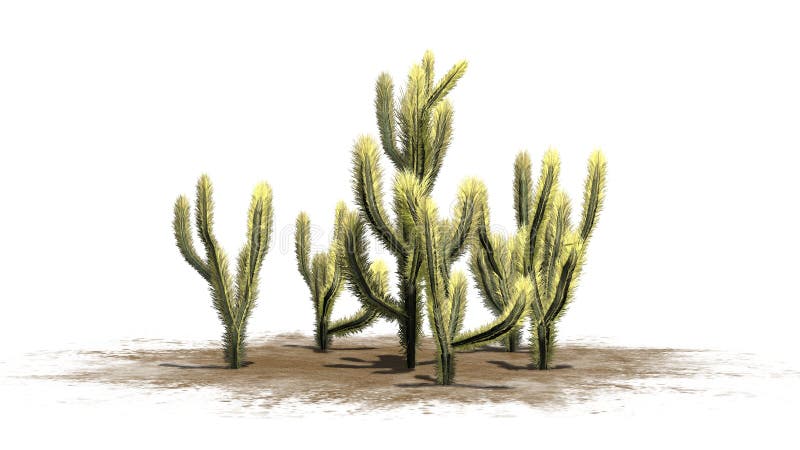 Cholla Stock Illustrations – 514 Cholla Stock Illustrations, Vectors ...