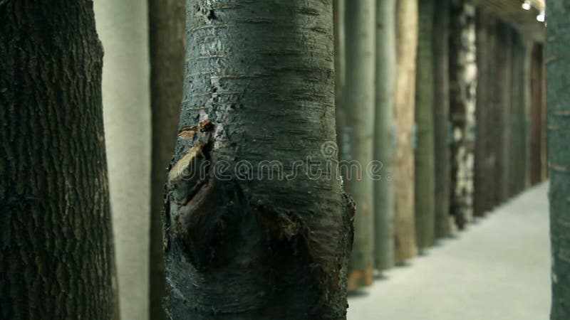 Several Different Tree Trunk Exhibited in a Museum Stock Footage ...