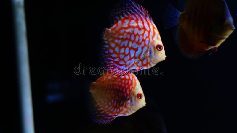 Several Discus Fish on a Black Background Stock Image - Image of ...