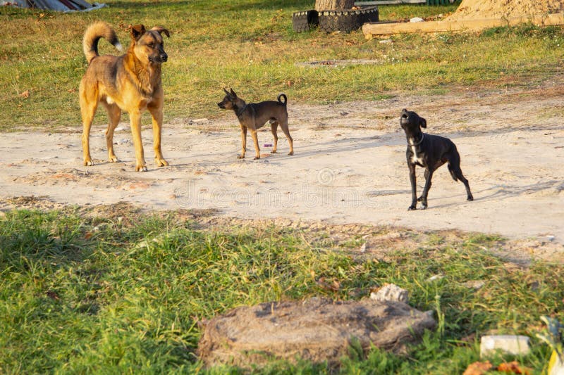 Several Dogs of Different Sizes and Colors Run Along the Road in the ...