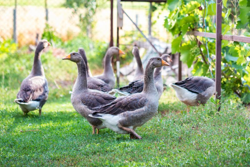 Several Domestic Geese Walking in Backyard Stock Image - Image of flock ...