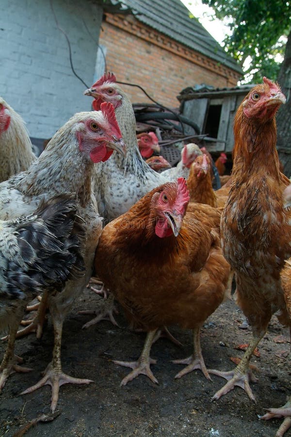 Several Domestic Hens of Different Colors in Double-looking Directly at ...