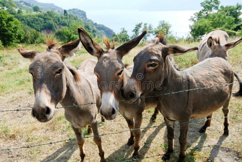 Donkey in the Italian Dolomites Seen on the Hiking Trail Col Raiser ...
