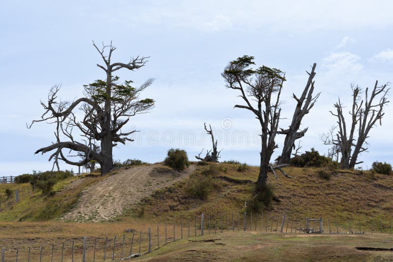 Several Dried Trees on the Countryside, Deforestation Stock Image ...