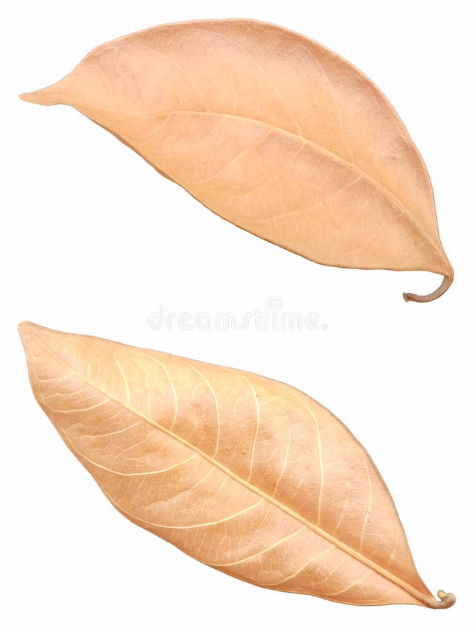 Several Dry Leaves Arranged on a Separate White Background are Called ...