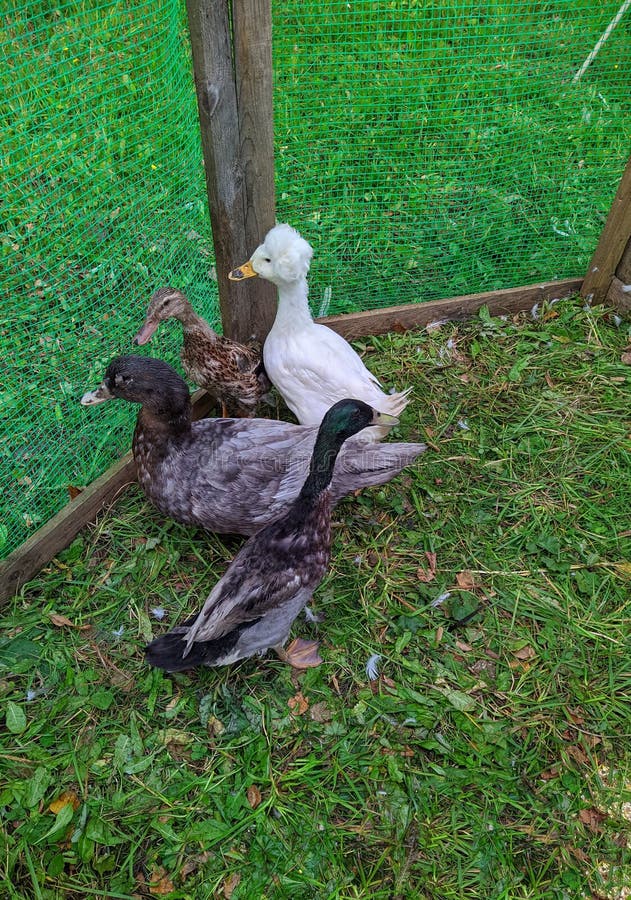 Several Ducks and One White Crested Goose in One Pen Stock Image ...