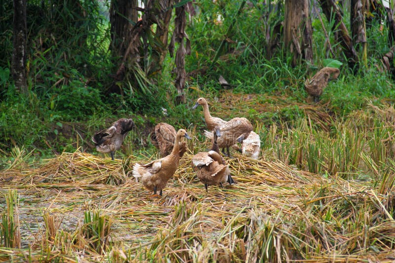 Several Ducks Resting on Straw. Stock Image - Image of wild, fields ...