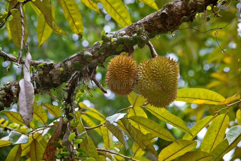 Several Durian Fruits Growing on a Tree Branch Stock Image - Image of ...