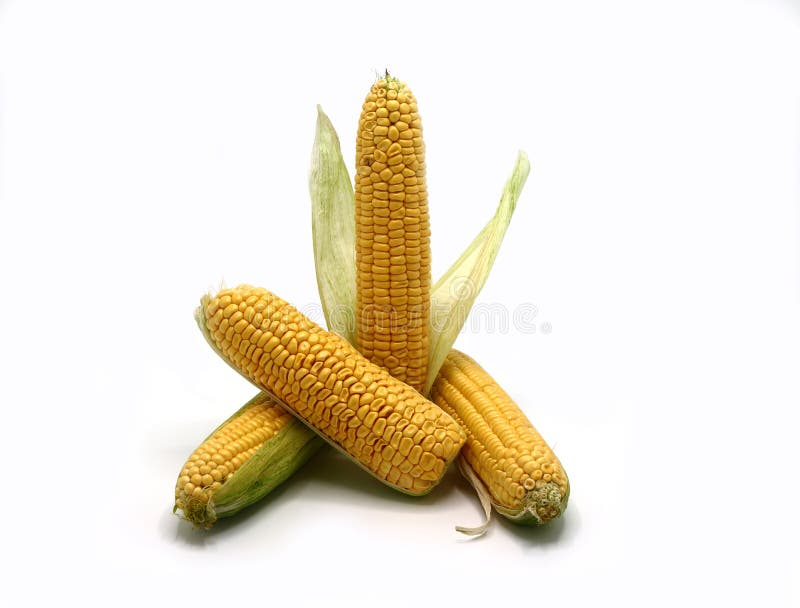 Several Ears of Corn with Leaves on a Light Background. Natural Product ...