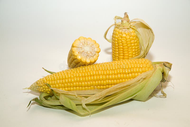 Several Ears of Corn on Over White Stock Photo - Image of kernel ...