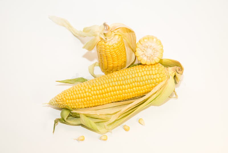 Several Ears of Corn on Over White Stock Image - Image of mealies ...