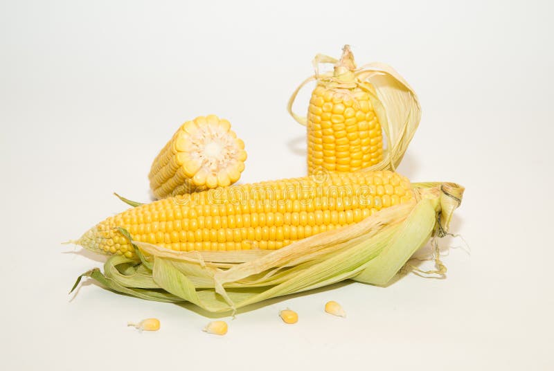 Several Ears of Corn on Over White Stock Image - Image of granule ...