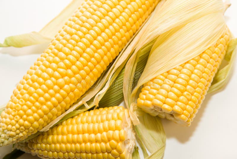 Several Ears of Corn on Over White Stock Photo - Image of mealies ...