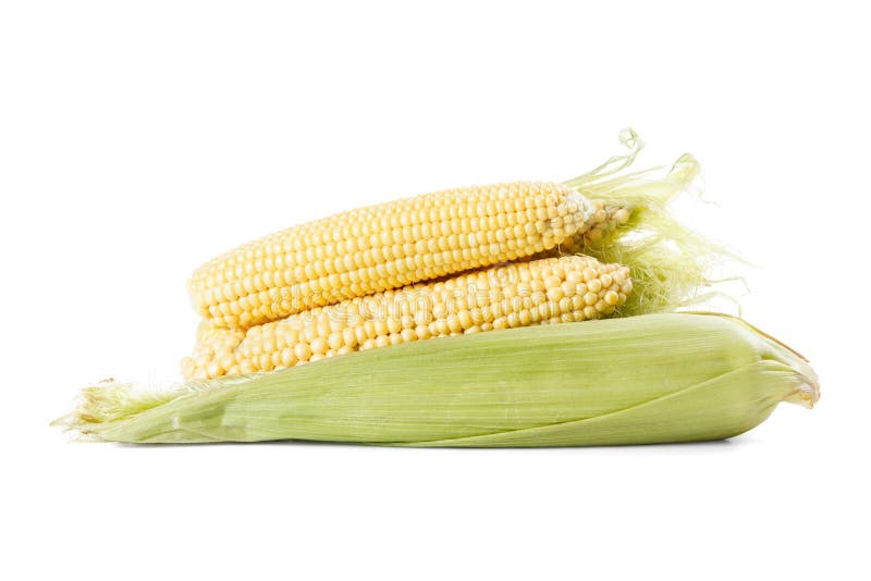 Several Ears of Corn on a White Background Stock Photo - Image of maize ...