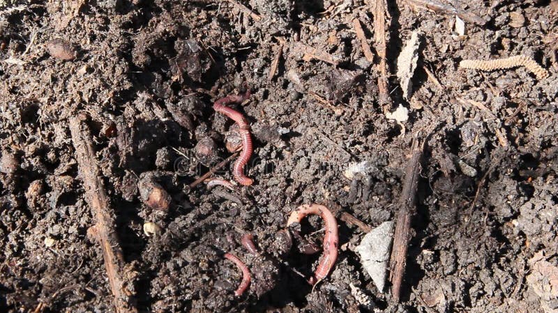 Several Earthworms Close-up Stock Video - Video of disturbing, blood ...