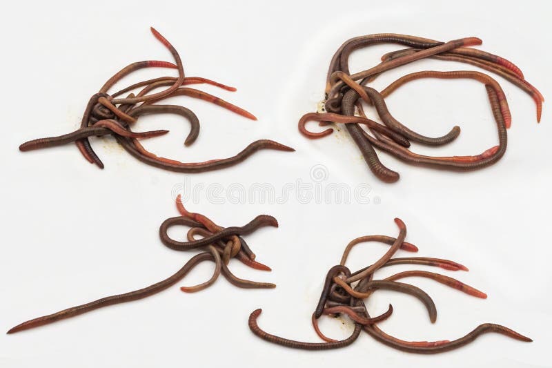 Many Earthworms Tangled Together, Fresh Live Bait for Fishing and ...