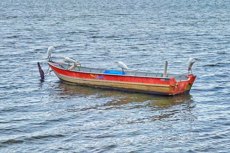 Several Egrets Perched on a Small Fishing Boat at the Edge of the ...