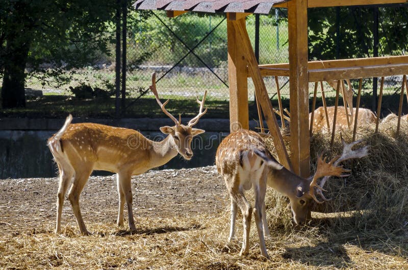 Several Fallow-deer Feed with Hay in Rack at Park, Stock Photo - Image ...