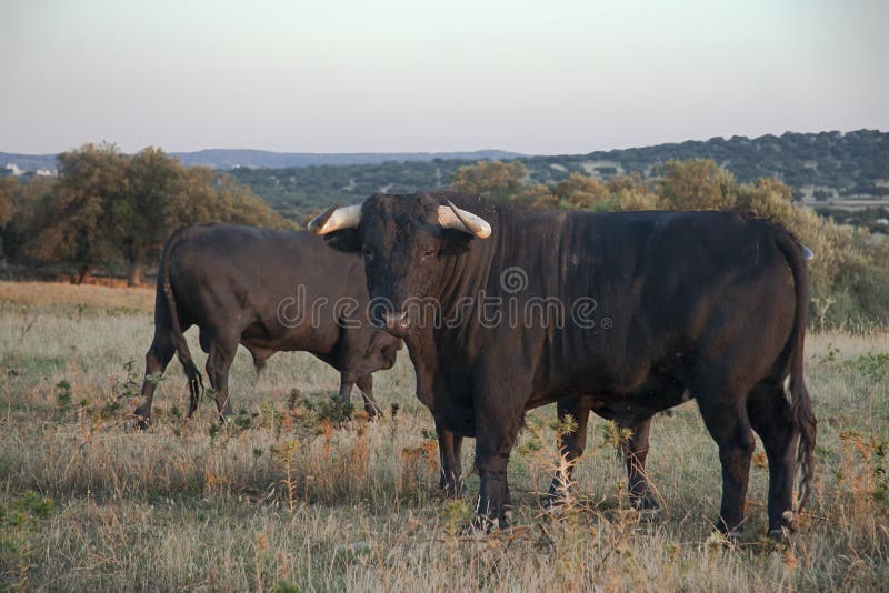 Several Fighting Bulls at Sunset Stock Image - Image of europe, horn ...