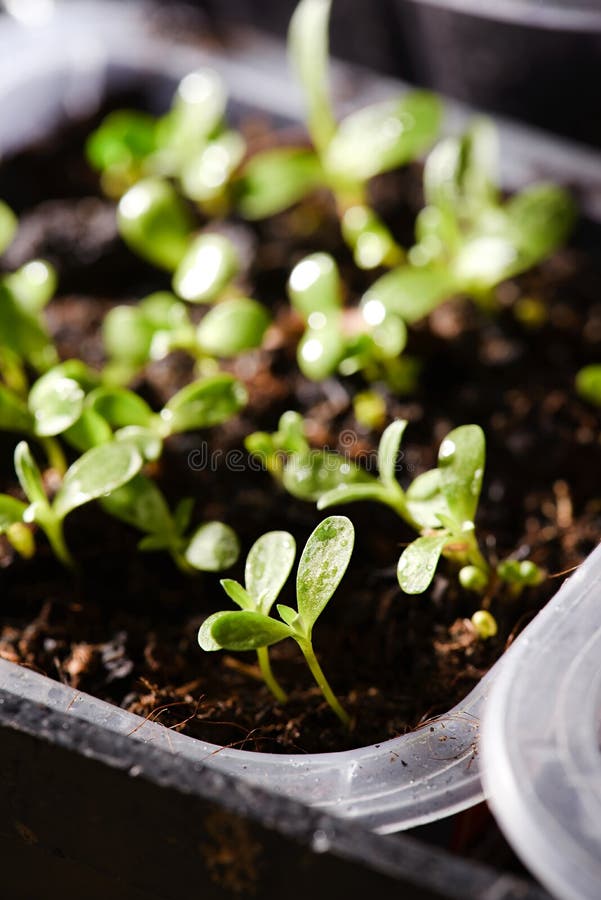 Several First Spring Sprouts in Plastic Boxes Stock Photo - Image of ...