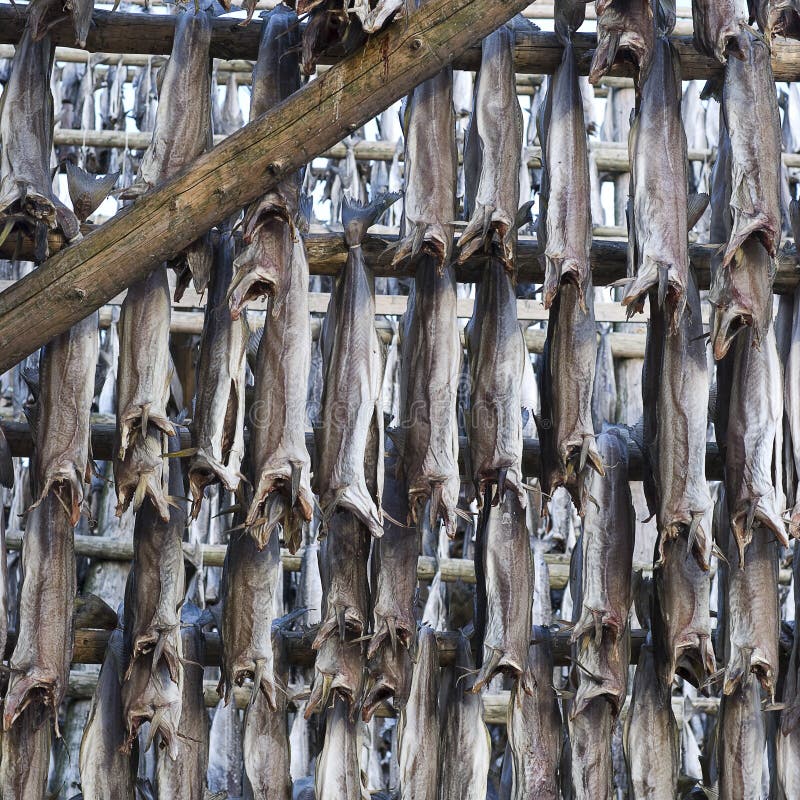 Several fish hung to dry stock photo. Image of dried, food - 9378602