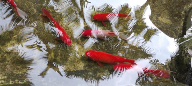 Several Fish in a Pond with the Shadow of Trees Stock Photo - Image of ...