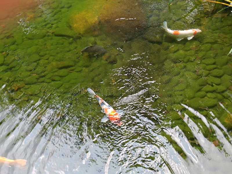 Several Fish Swim in the Clear Water in the Pond Stock Photo - Image of ...