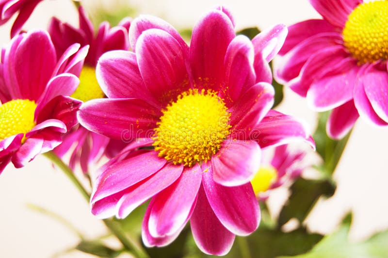 Several Flowers of Chrysanthemum Stock Image - Image of leaf, beautiful ...