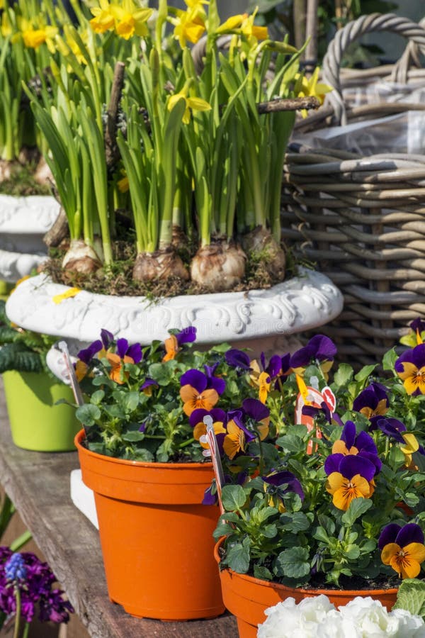 Several Flowers in Pots on the Wooden Shelf Stock Photo - Image of ...