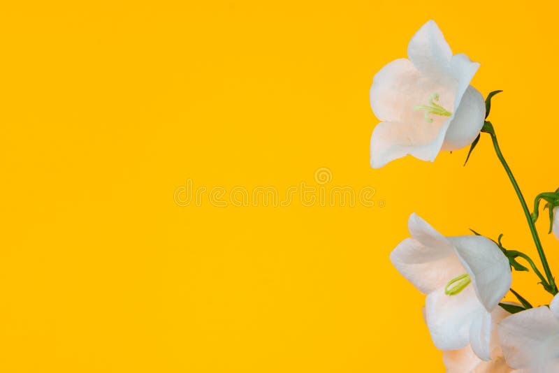 Several Flowers of White Bell on Yellow Background Stock Photo - Image ...